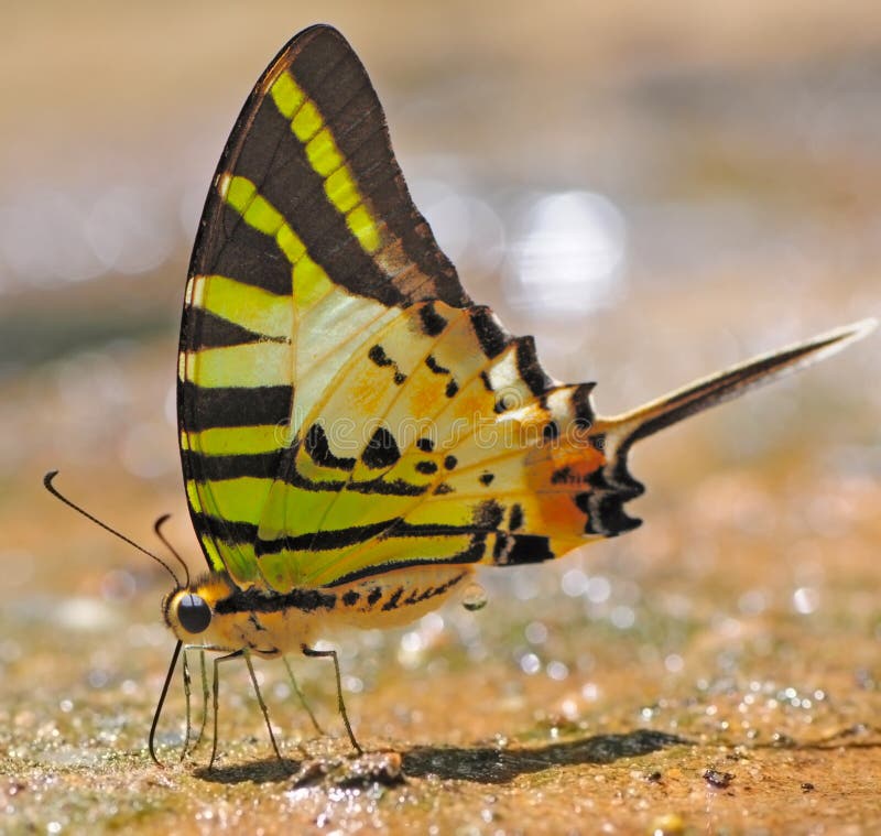 301 Swordtail Butterfly Stock Photos - Free & Royalty-Free Stock Photos ...