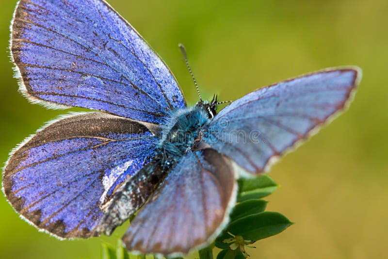 A shiny blue butterfly stock photo. Image of nicely, openly - 29530192