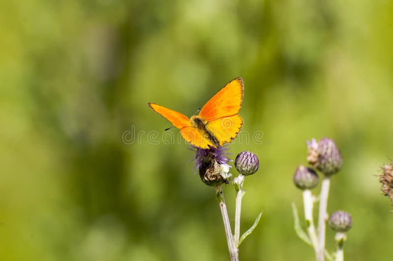Butterfly stock image. Image of thistle, lifetime, pollination - 57266065