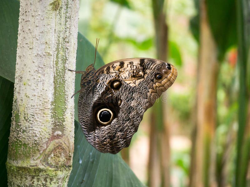Butterfly with Beautiful Patterns on Its Wings Resting on a Leaf Stock ...