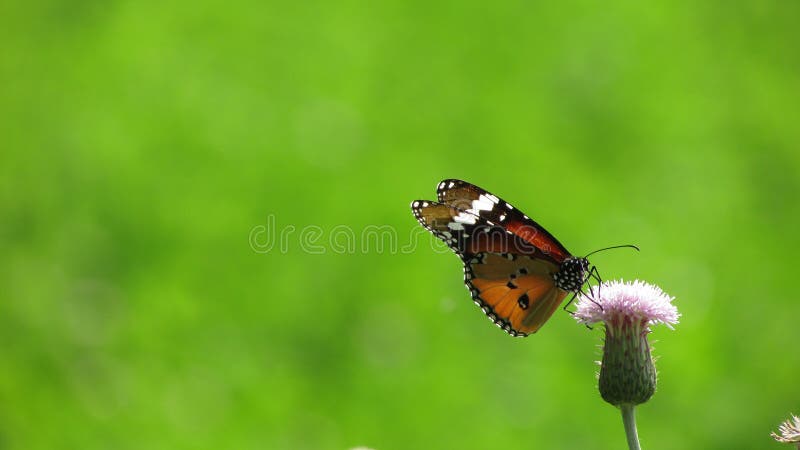 Butterfly stock image. Image of nice, butterfly, beautiful - 89875511