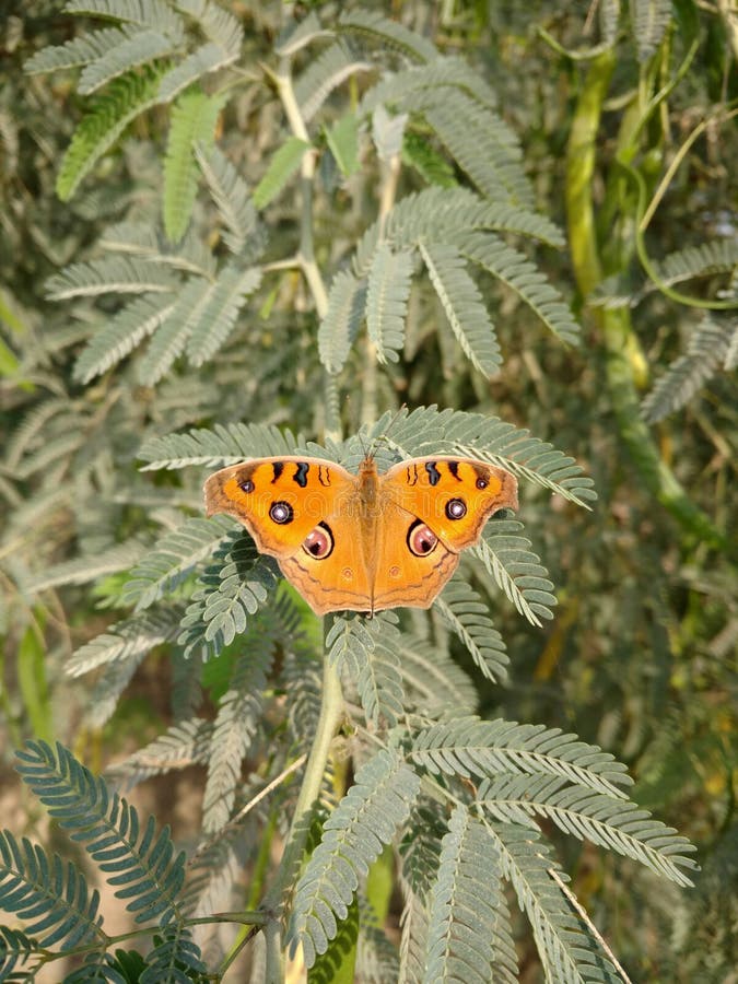 Butterfly stock image. Image of nice, butterfly, lovely - 134193603