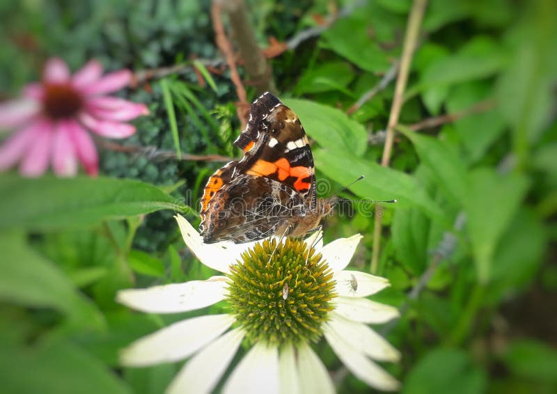 Butterfly beautiful pick stock photo. Image of leaf - 206719890