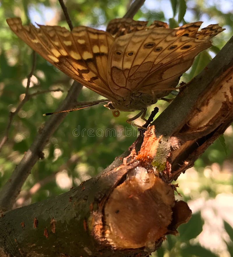 201 Butterfly Sap Stock Photos - Free & Royalty-Free Stock Photos from ...