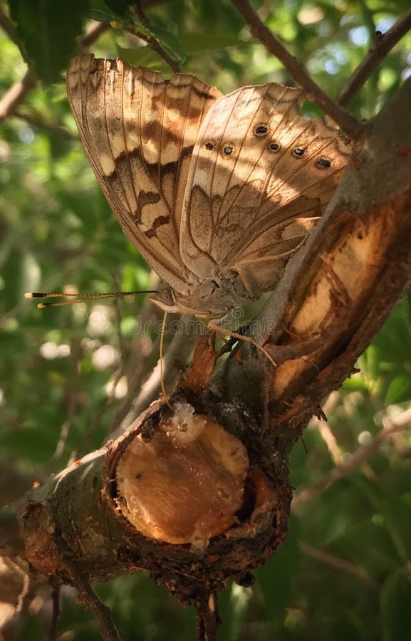 201 Butterfly Sap Stock Photos - Free & Royalty-Free Stock Photos from ...