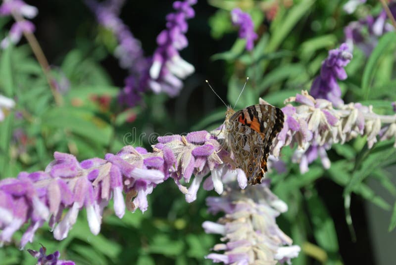 Butterfly stock image. Image of plant, butterfly, peaceful - 79607831