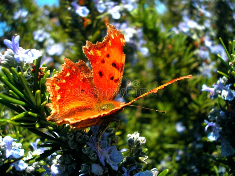 Butterfly stock image. Image of spring, bloom, blossom - 88523729