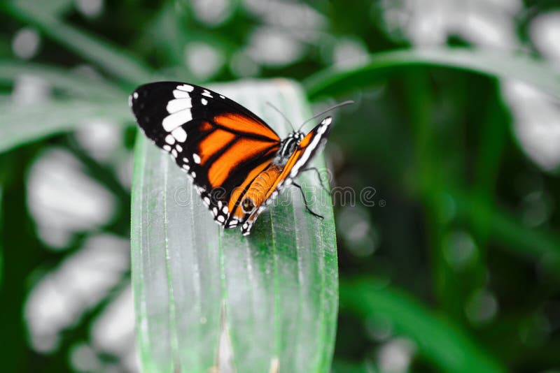 Butterfly stock photo. Image of wild, butterfly, wings - 94378612