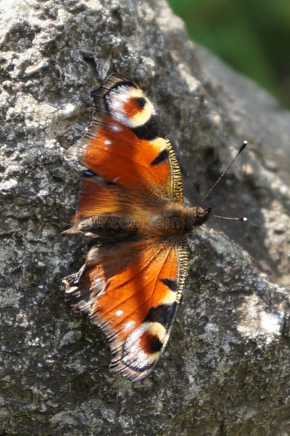 Butterfly stock image. Image of srodowisko, pola, dream - 70198209