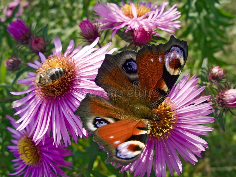 Butterfly And Bee Picture. Image: 1322668