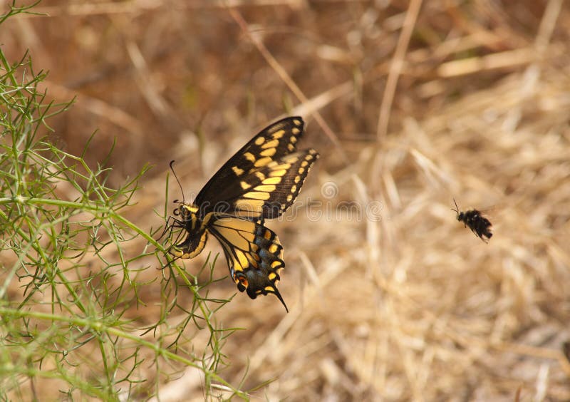 Butterfly and Bee stock photo. Image of insect, wildlife - 26692246