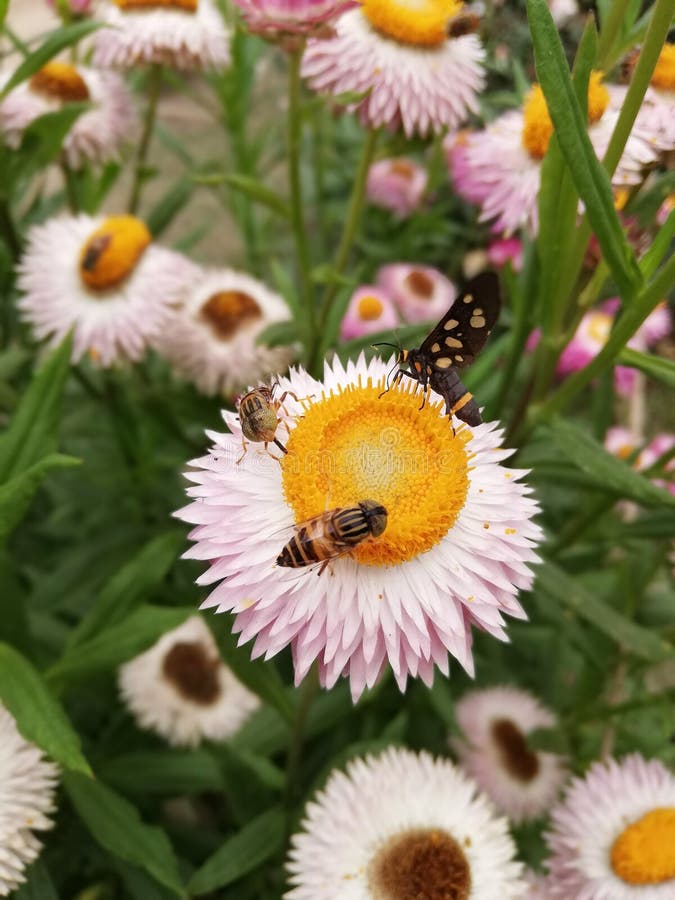 Butterfly and Bee on the Flower Stock Photo - Image of wildflower ...