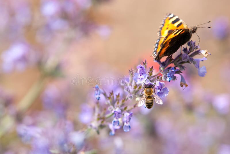 Butterfly and bee stock photo. Image of meadow, insect - 30300416