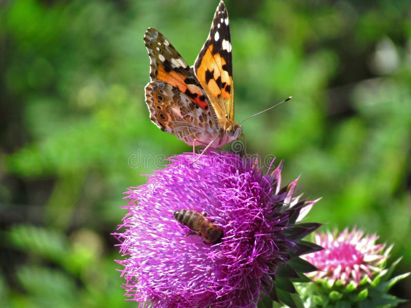 A Butterfly and a Bee on a Flower Stock Image - Image of beautiful ...