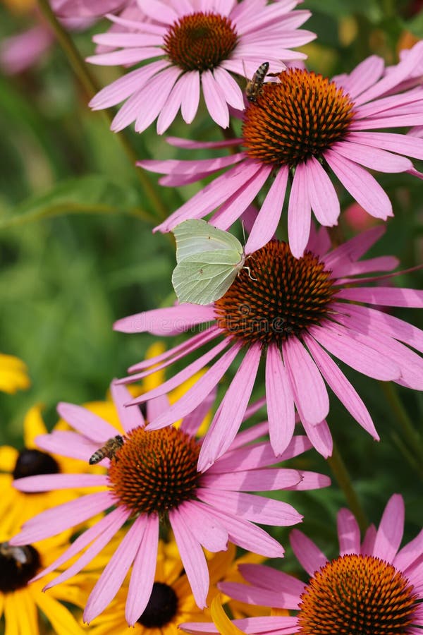 A Butterfly and a Bee while Working on the Flowers of Echinacea. Stock ...