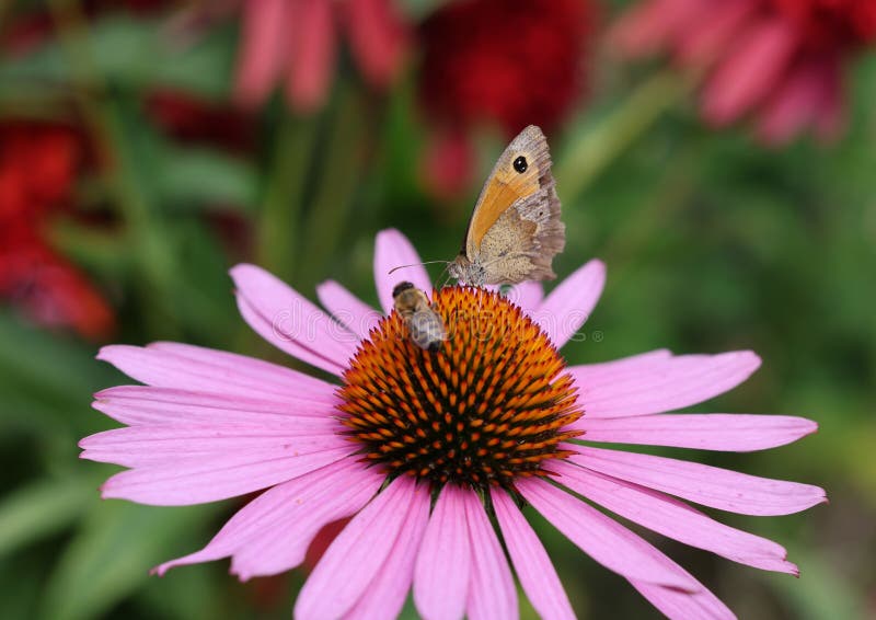 A Butterfly and a Bee while Working on the Flowers of Echinacea Stock ...