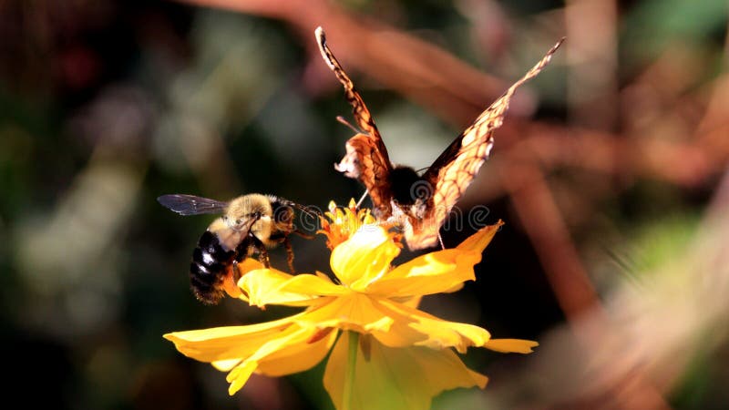 Butterfly and Bee on Flower Stock Image - Image of floral, life: 205480261