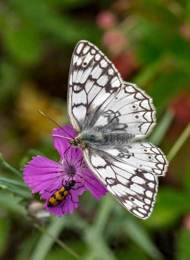 Butterfly and Beetle on a Flower Stock Image - Image of summer ...