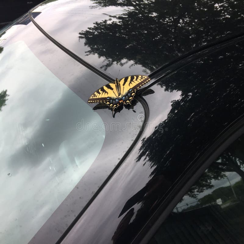 1,215 Butterfly Car Stock Photos - Free & Royalty-Free Stock Photos ...