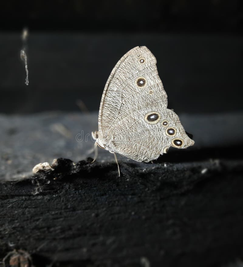 Butterfly with Black Dotted Design Stock Photo - Image of insects ...