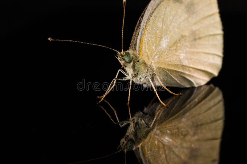 Butterfly on Black with Reflection Stock Image - Image of butterfly ...