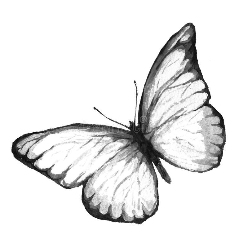 Black And White Butterfly Drawing