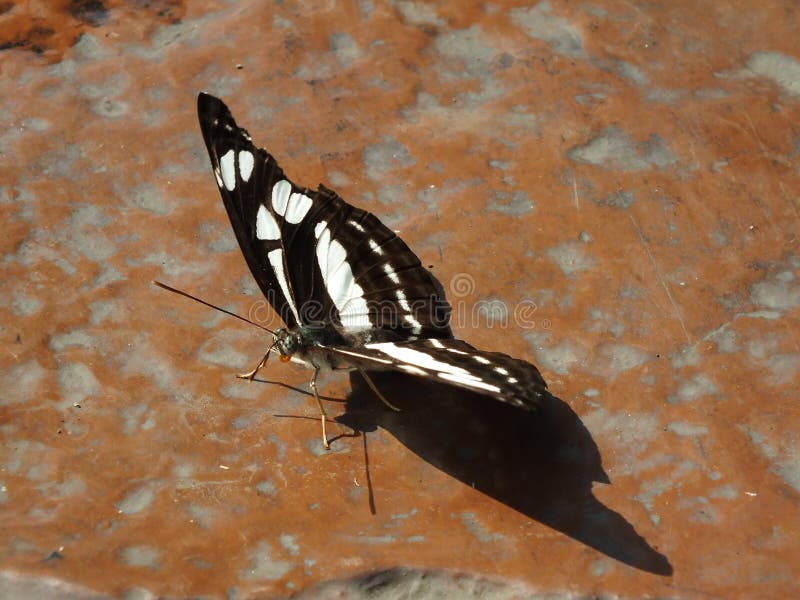 A Butterfly with Black and White Wings is Sitting on a Brown Surface ...