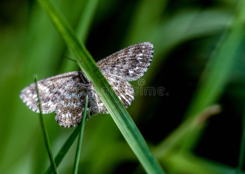 189 Fading Butterfly Stock Photos - Free & Royalty-Free Stock Photos ...