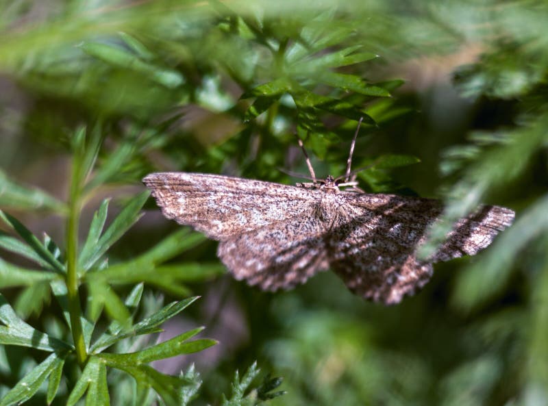189 Fading Butterfly Stock Photos - Free & Royalty-Free Stock Photos ...