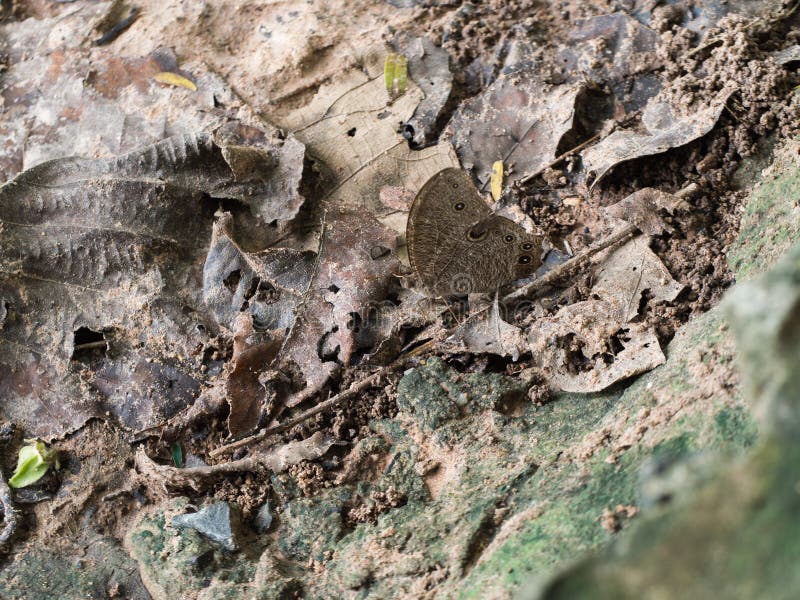 Butterfly Blend in with the Environment Stock Image - Image of flower ...