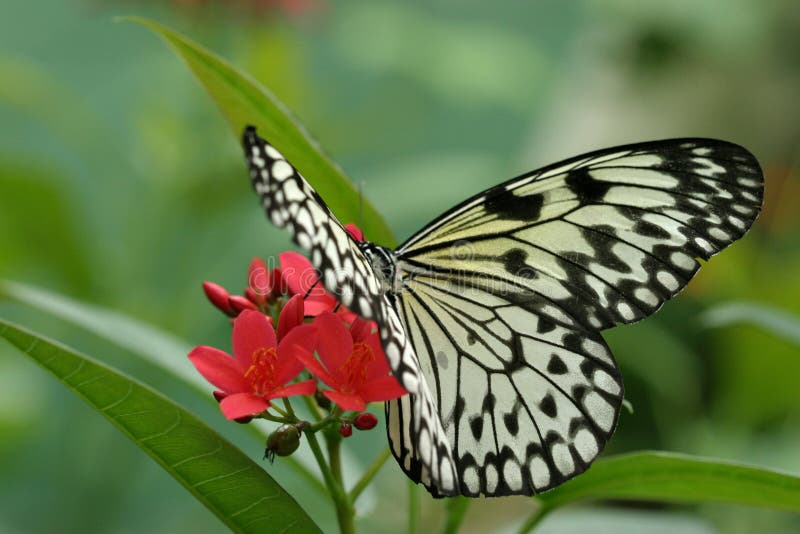 Butterfly on Bloom stock image. Image of small, green, biology - 836235