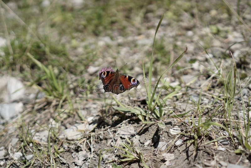 Butterfly on a Blossom Flower in the Field Stock Photo - Image of close ...