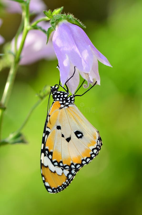 Butterfly on Blue Bell Flowers Stock Image - Image of freedom, detail ...