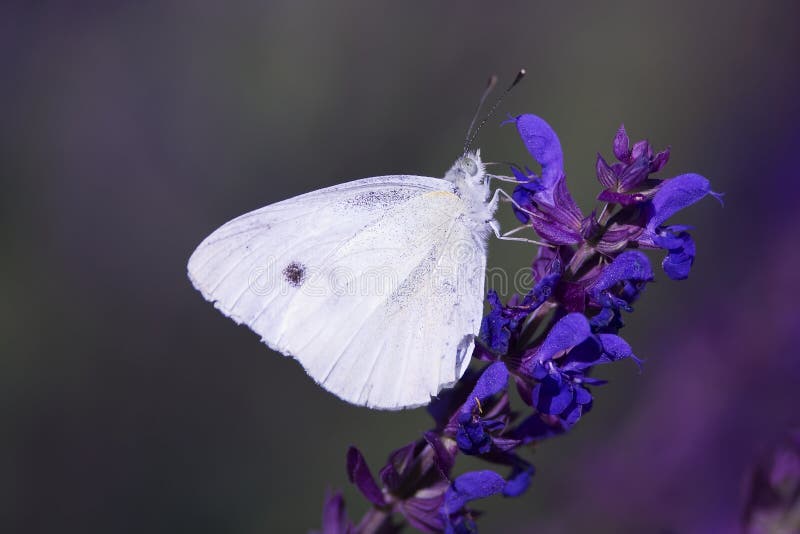 Butterfly on blue flower stock photo. Image of macro - 63654070