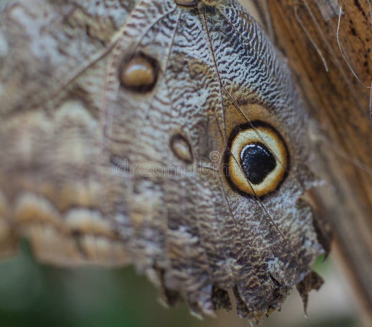Butterfly - Blue Morpho- Morpho Peleides Stock Photo - Image of ...