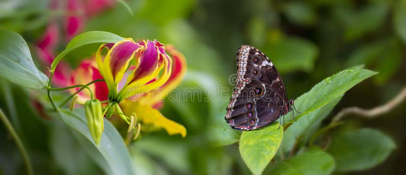 Blue Morpho Butterfly in the Amazon Rainforest Stock Photo - Image of ...