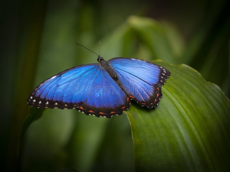The Butterfly Blue Morpho, Morpho Peleides, in Rainforest Stock Image ...