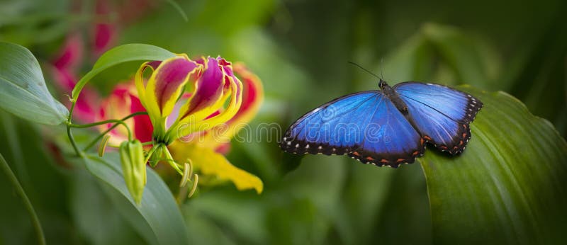 Butterfly Blue Morpho, Morpho Peleides, in the Rainforest Stock Image ...
