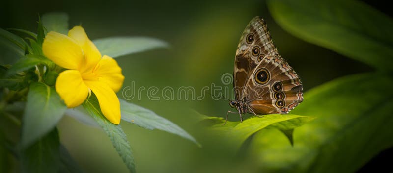 The Butterfly Blue Morpho, Morpho Peleides, in Rainforest Stock Image ...
