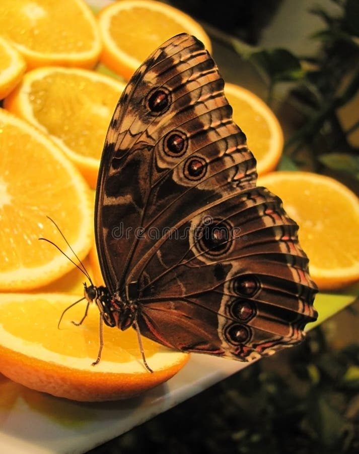 Butterfly Blue Morpho on Orange Stock Image - Image of colorful ...
