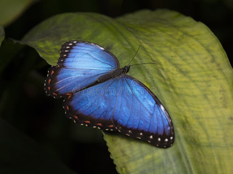 The Butterfly Blue Morpho, Morpho Peleides, in Rainforest Stock Image ...