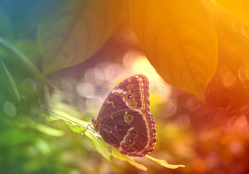 Butterfly Blue Morpho, Morpho Peleides Stock Photo - Image of glass ...