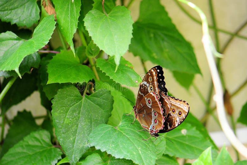 Butterfly: Blue Morphos Mating Stock Image - Image of gardens, colour ...