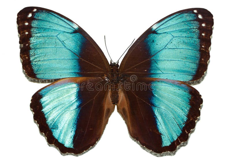 Butterfly with blue wings stock image. Image of large - 96448193