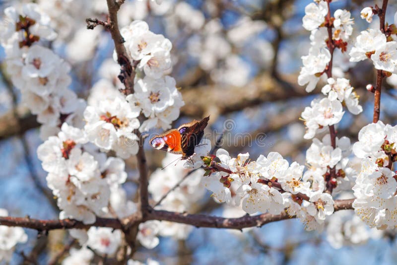 A Butterfly on a Branch of a Flowering Tree Stock Photo - Image of ...
