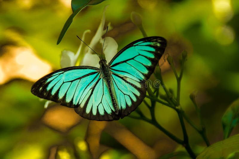 Turquoise wings butterfly stock image. Image of butterfly - 53520015