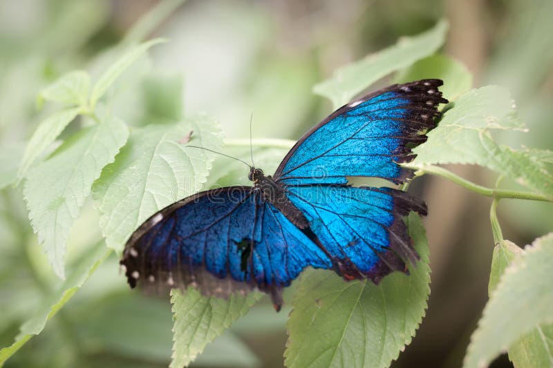 Butterfly with broken wing stock photo. Image of rock - 247480578