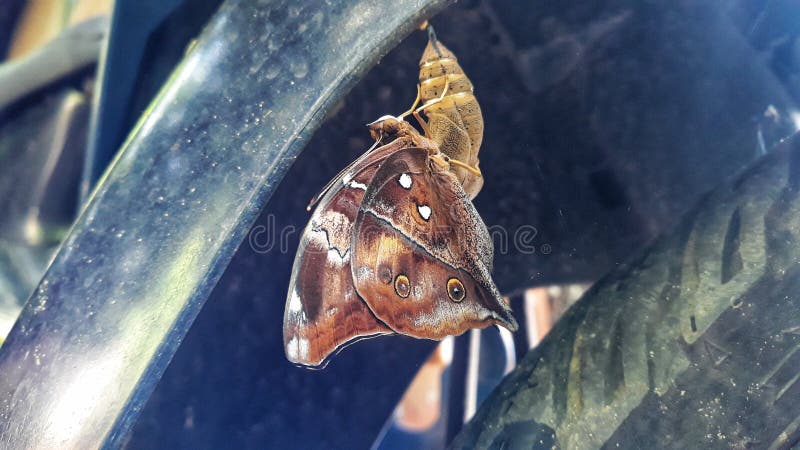 A butterfly brown stock image. Image of brown, butterfly - 210224677