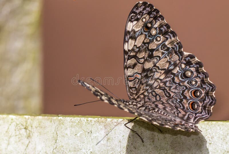 Butterfly with Brown Wings on a Stone Surface Stock Photo - Image of ...