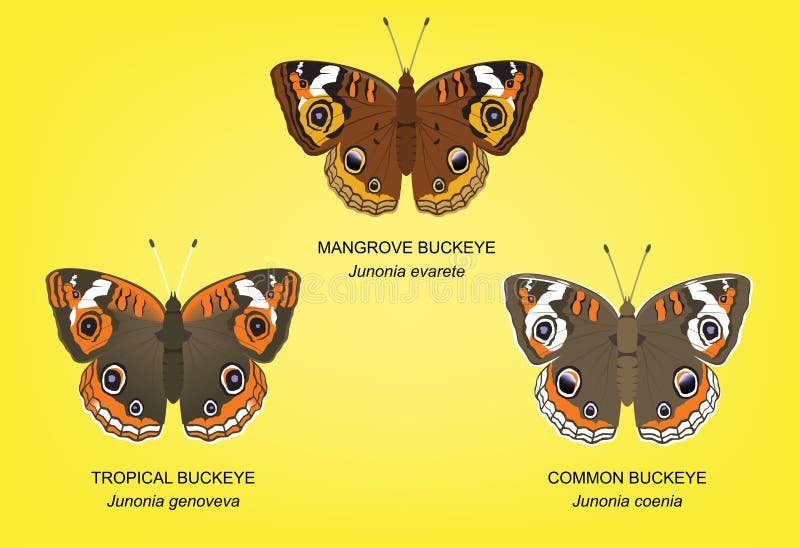 Butterfly Buckeye Set Vector Illustration Stock Vector - Illustration ...